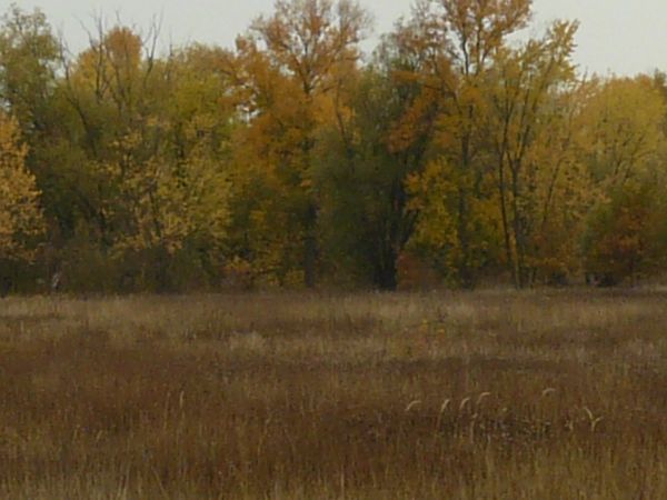 forest side view texture 0011 - Texturelib